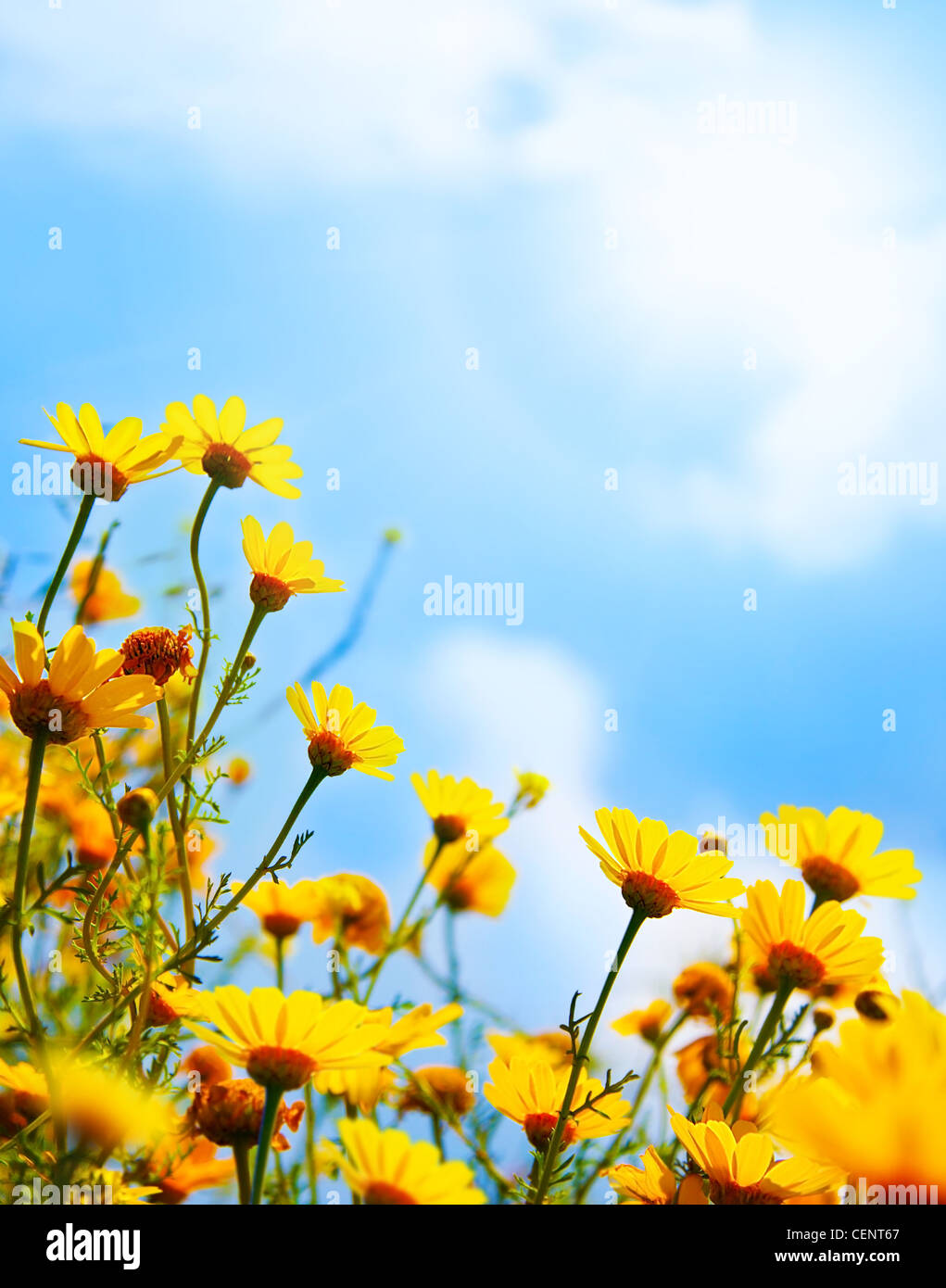 Flowers border, field of fresh yellow daisies over blue sky natural ...