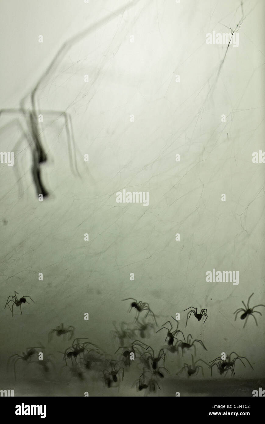 Spider and baby spiders Stock Photo - Alamy