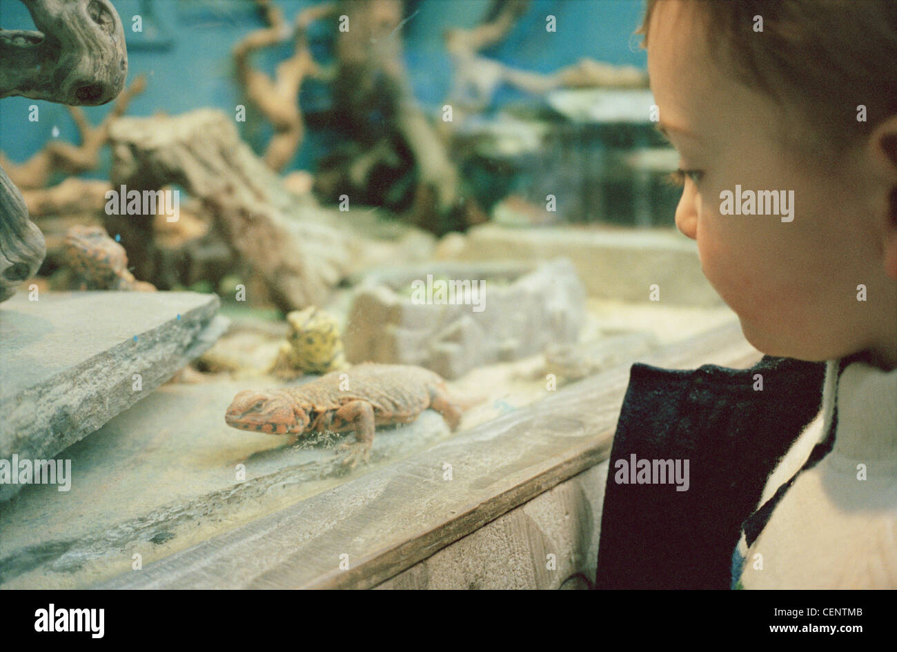 Male child looking into glass tank of lizards Stock Photo - Alamy