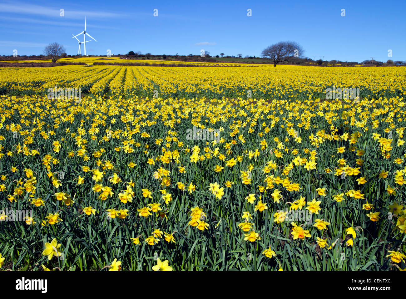 Daffodil fields cornwall hi-res stock photography and images - Alamy