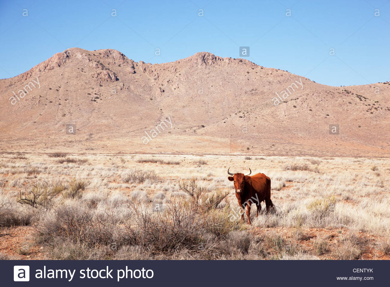 Ranching Cow High Resolution Stock Photography and Images - Alamy