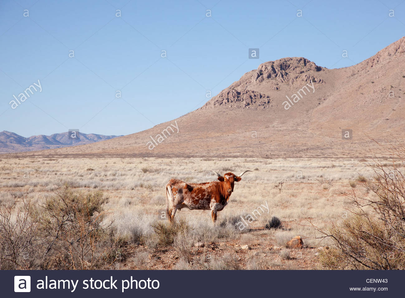 Ranching Cow High Resolution Stock Photography and Images - Alamy