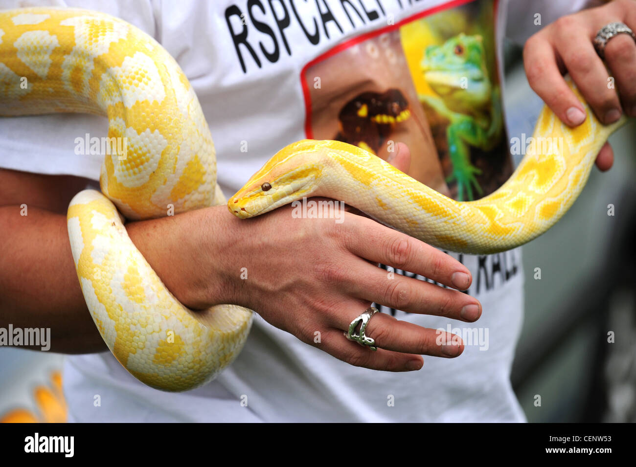 An Albino Python handed in to the RSPCA and now looking for a new home ...
