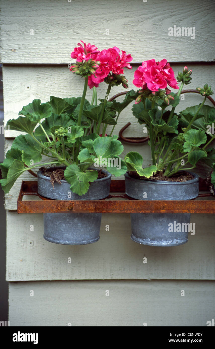 Pink geranium pot hi-res stock photography and images - Alamy
