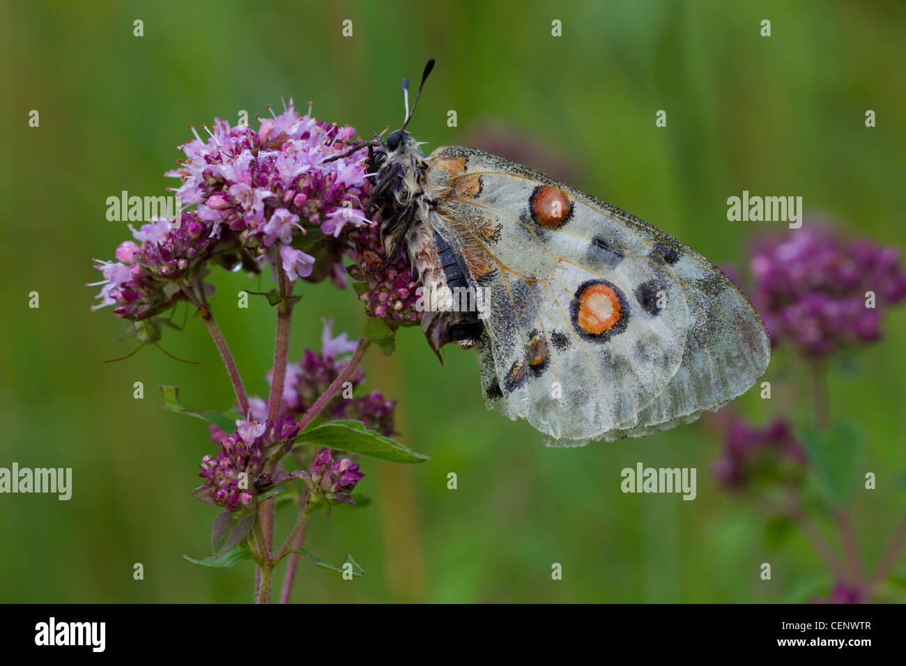 Roter apollo hi-res stock photography and images - Alamy