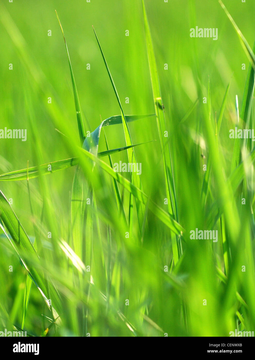 Closeup image of spring green grass Stock Photo - Alamy