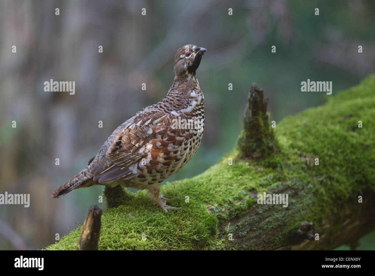 Haselhuhn Hazel Grouse Hazel Hen Tetrastes bonasia Stock Photo - Alamy