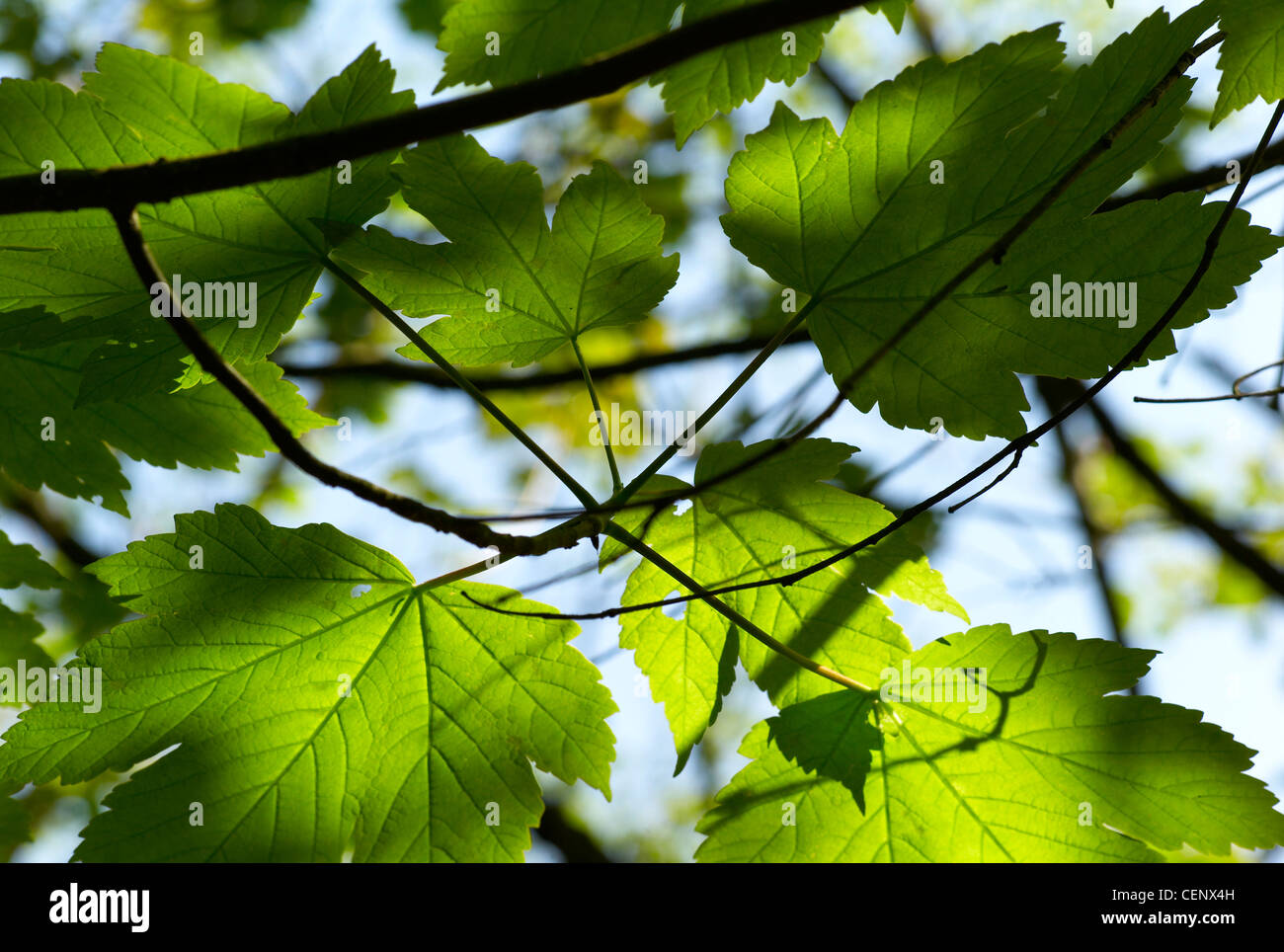 A close up of a branch of a Sycamore tree with green leaves Stock Photo ...
