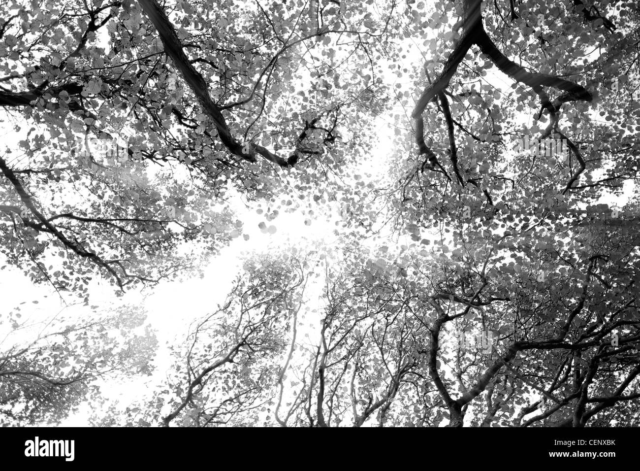Black and white picture of trees against white sky Stock Photo - Alamy