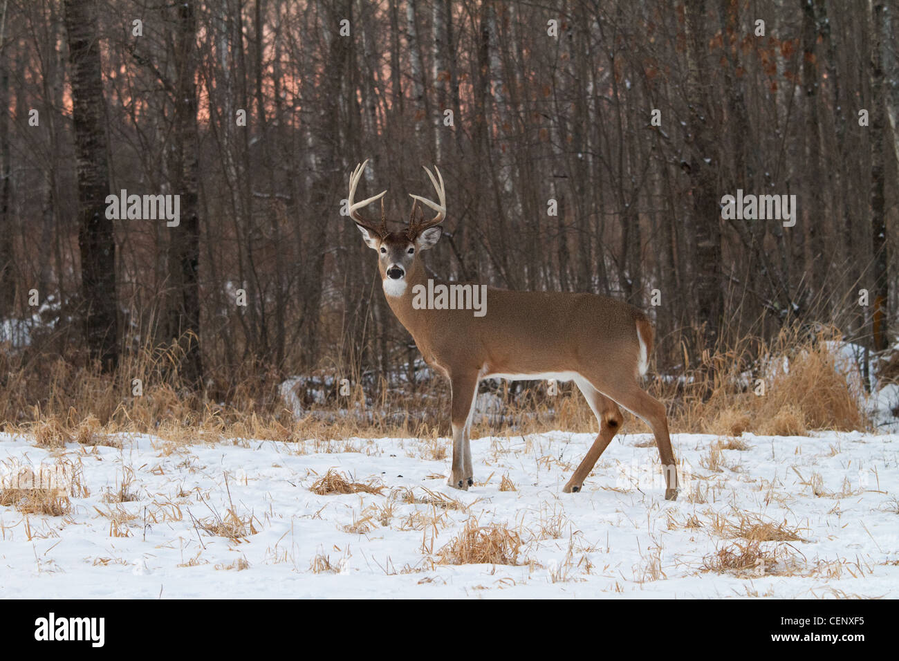 White-tailed buck in winter Stock Photo - Alamy