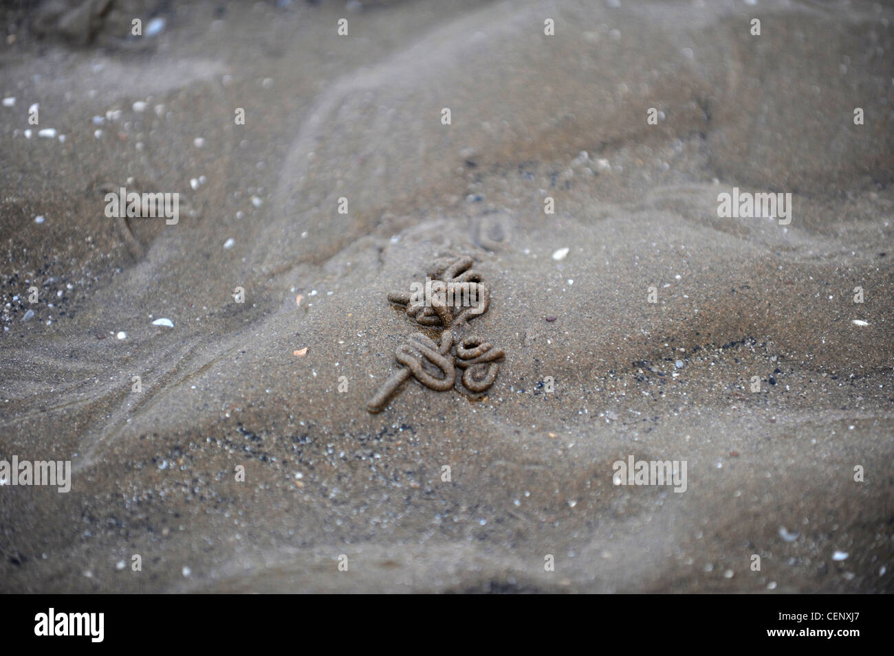 Lugworm cast on a sandy beach on the west coast, England, UK Stock ...