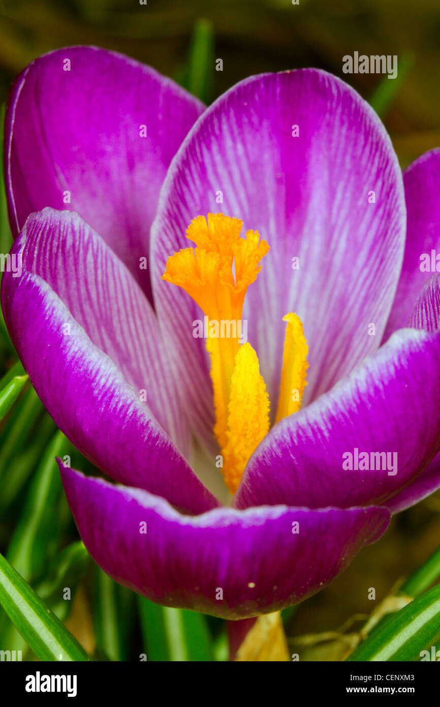 Early flowering crocus hi-res stock photography and images - Alamy
