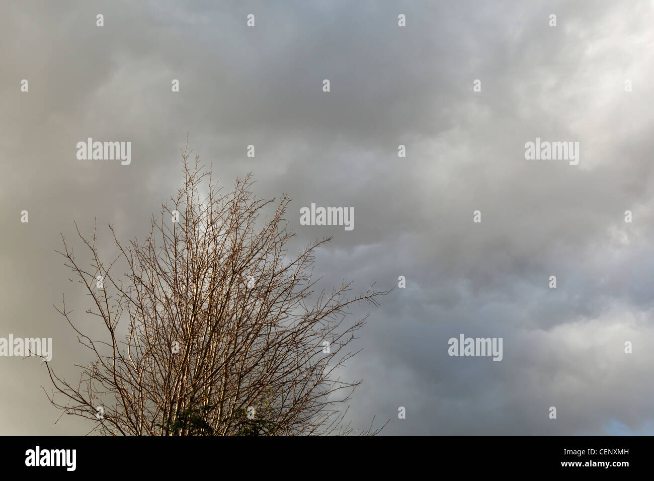 Clouds Above Trees Stock Photo - Alamy