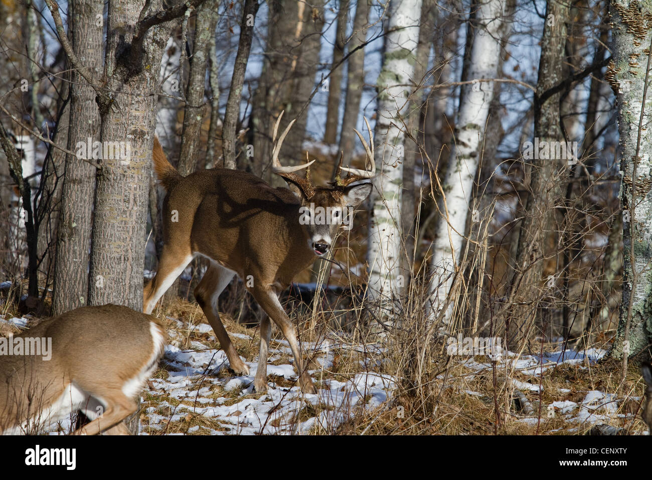 Deer scare hi-res stock photography and images - Alamy
