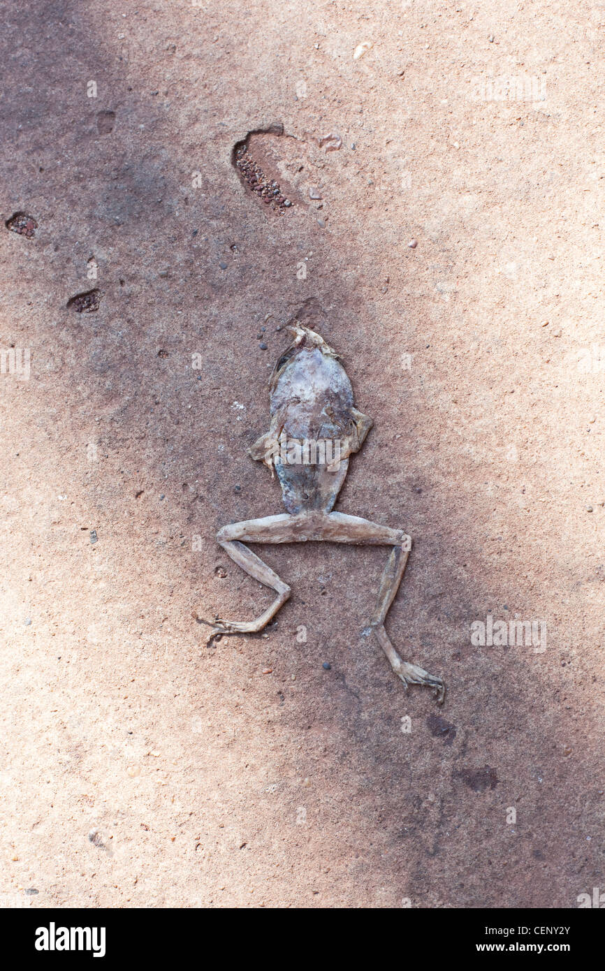 Dead frog hi-res stock photography and images - Alamy