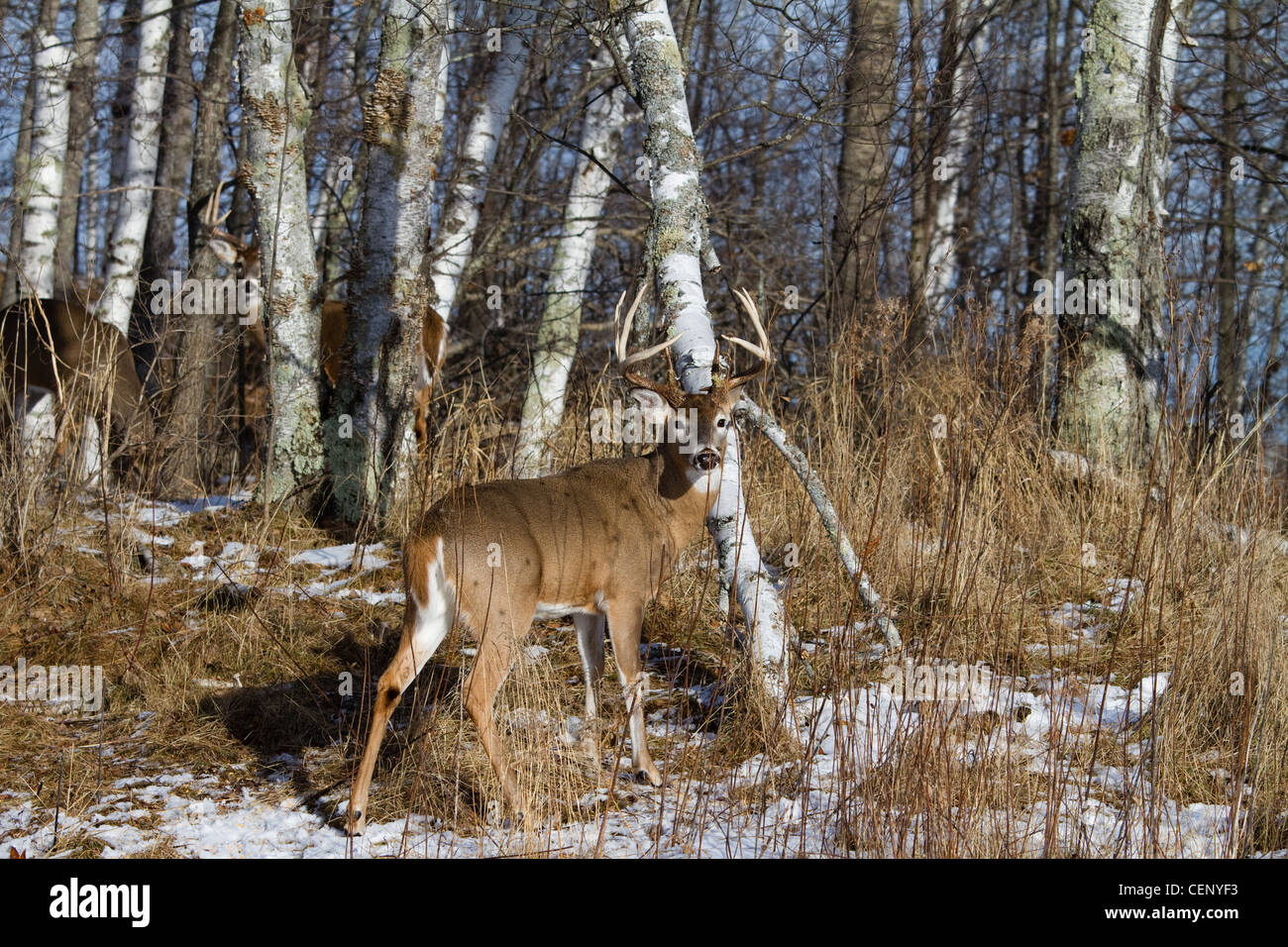 White-tailed buck in winter Stock Photo - Alamy