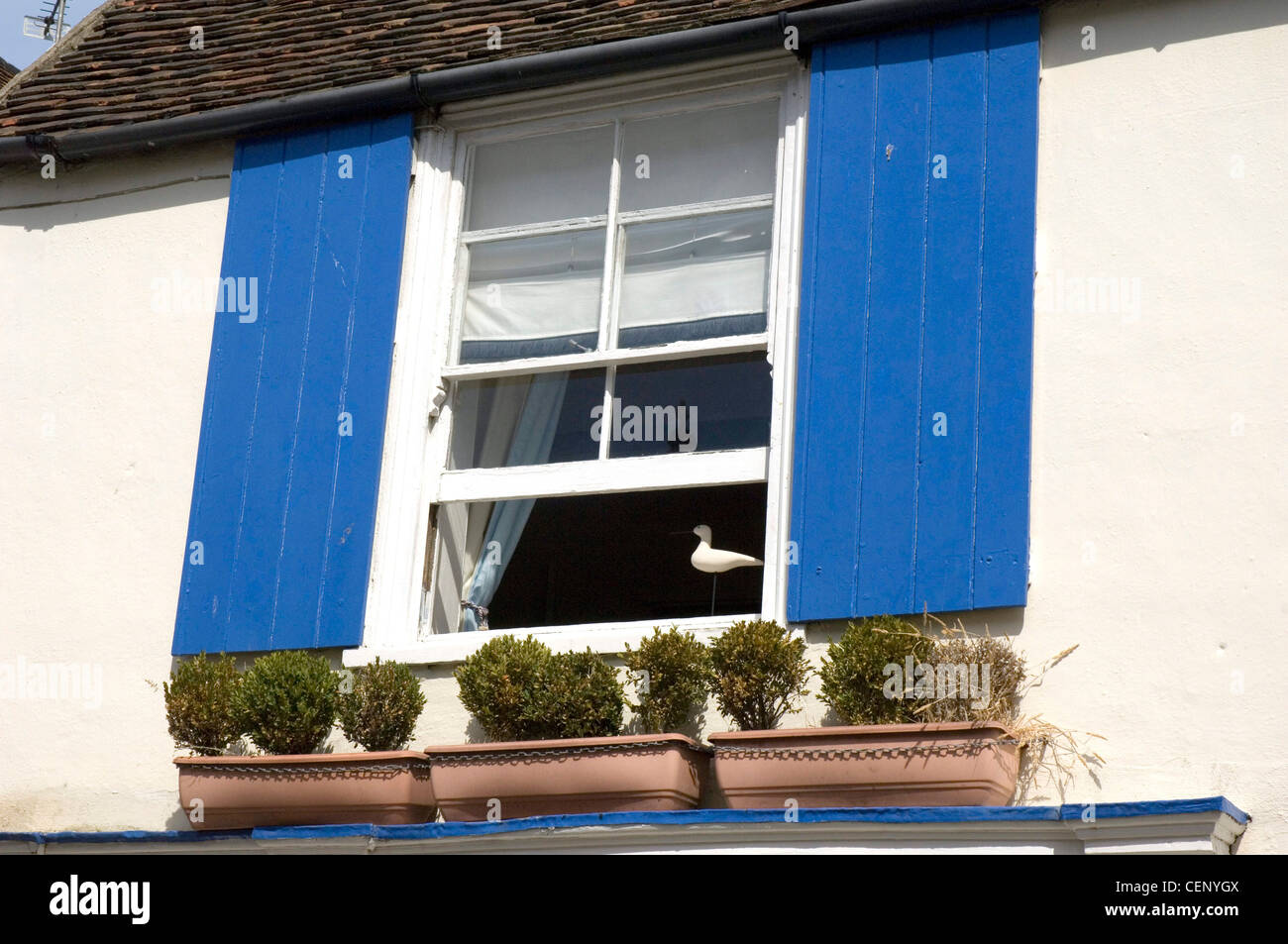 Sash window blue painted window shutters, three terracotta window boxes ...