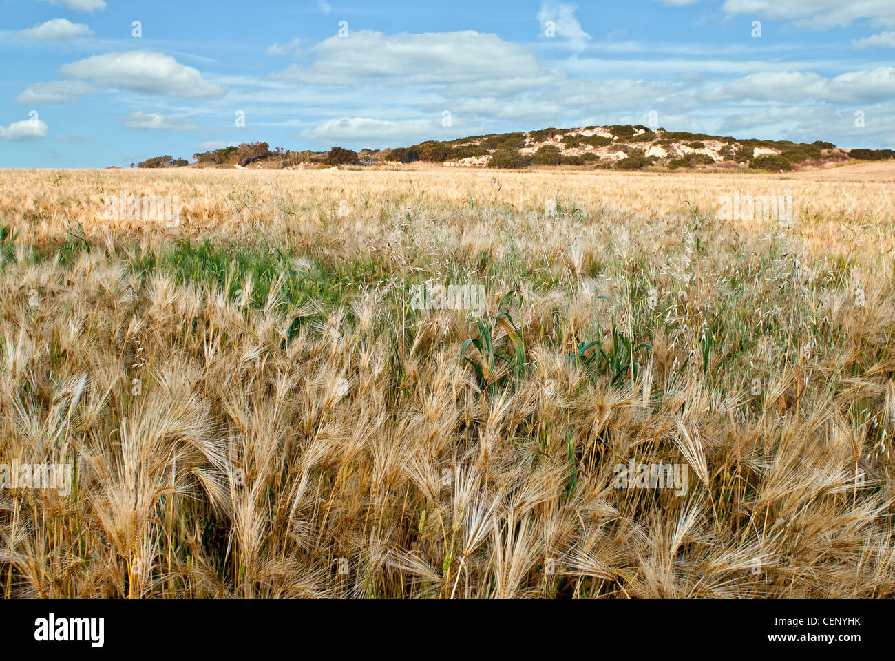 Rural landscape with wheat field Stock Photo - Alamy