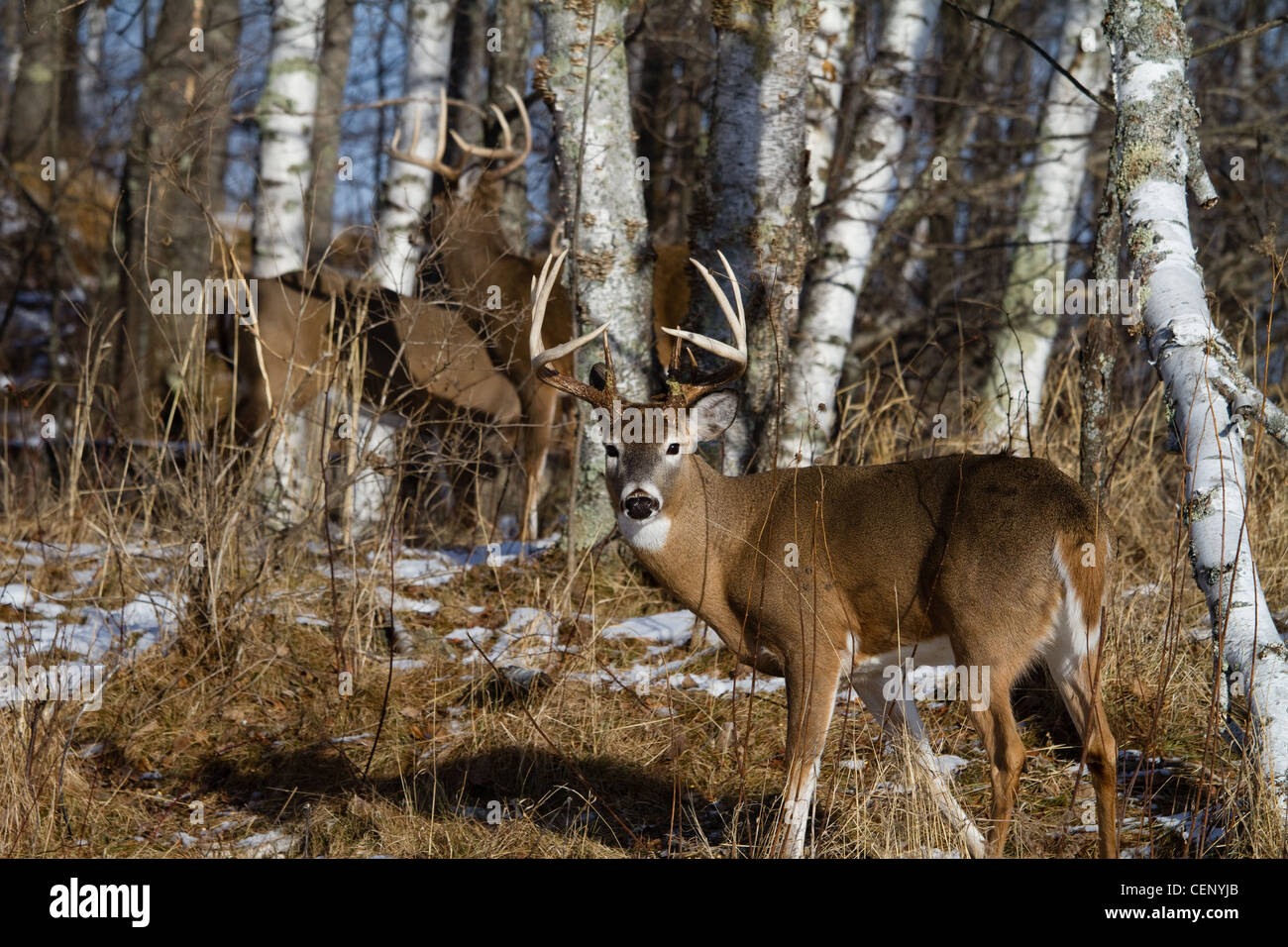 Whitetail bucks hi-res stock photography and images - Alamy