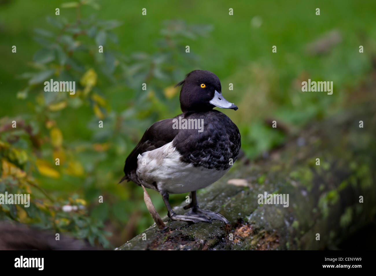 Male puffin hi-res stock photography and images - Alamy
