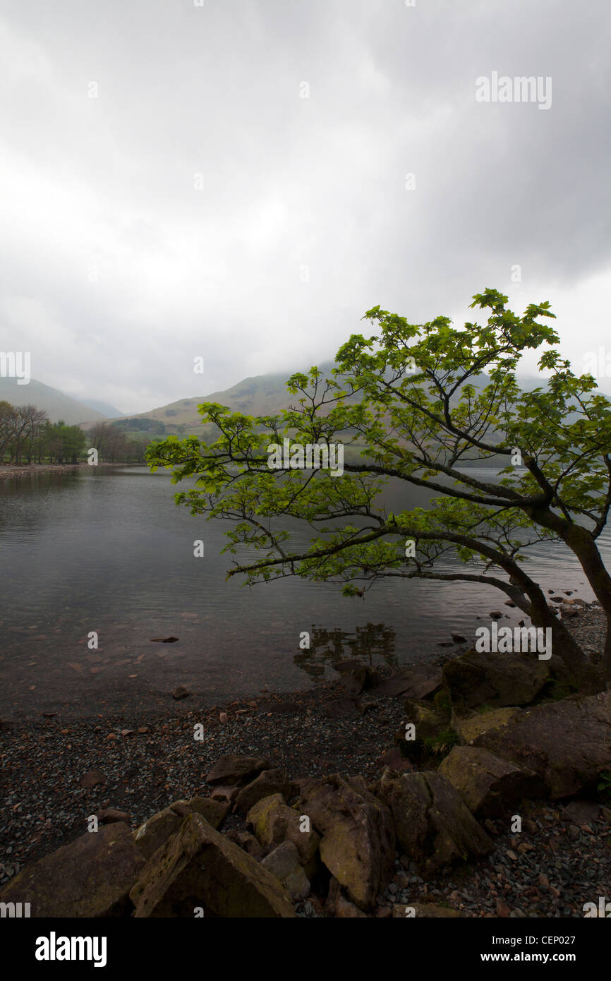 Tree overhanging Buttermere Lake, Cumbria, England on a typical dull ...
