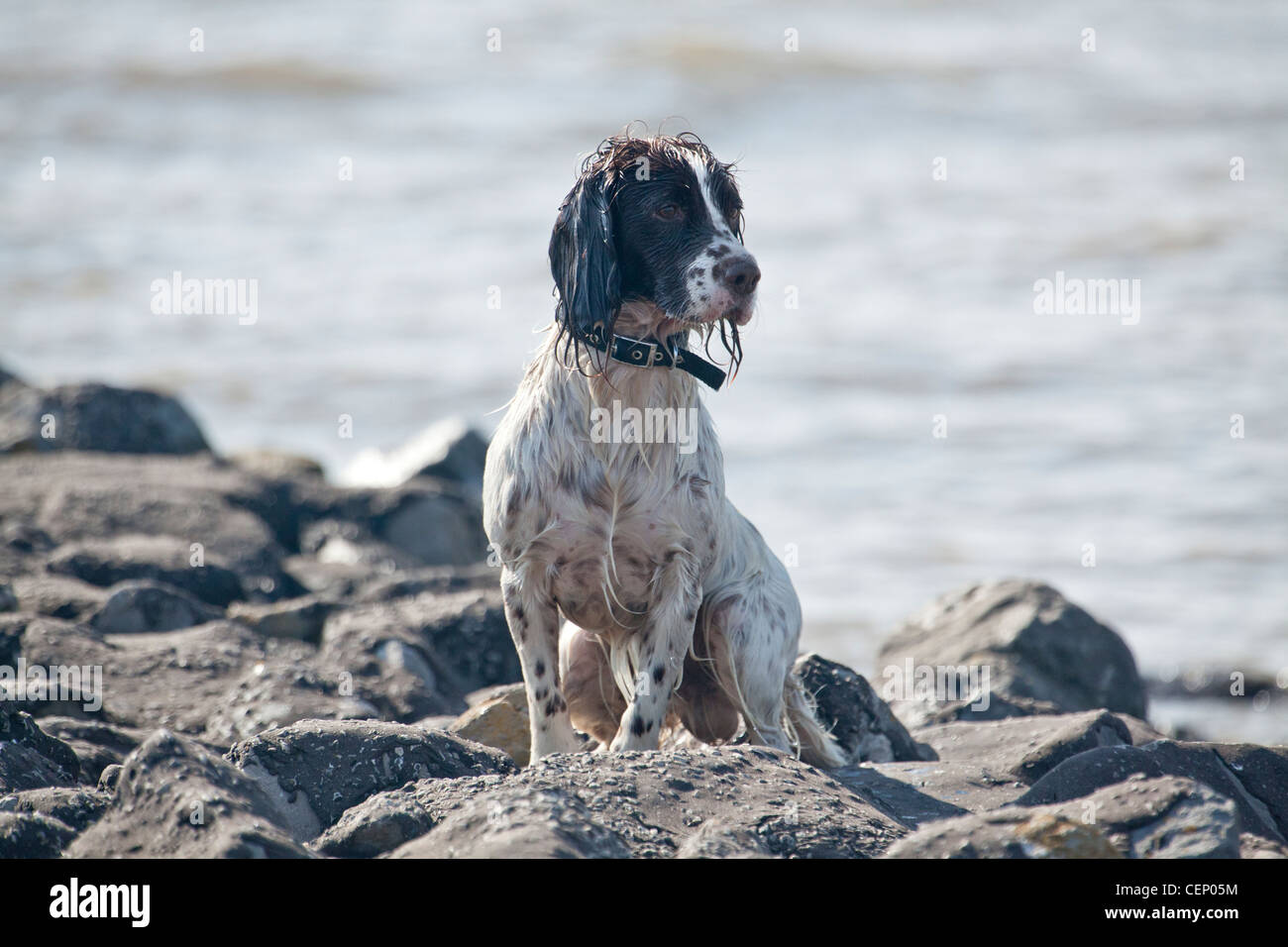 springer spaniel dog rocks water sea obedient waiting Stock Photo - Alamy