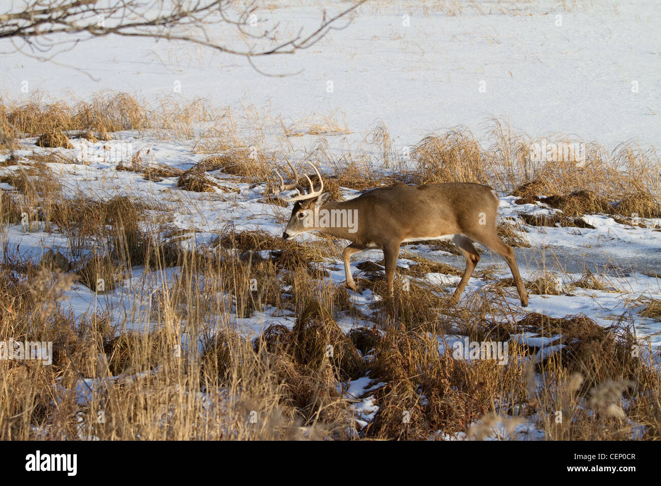 White-tailed deer in winter Stock Photo - Alamy
