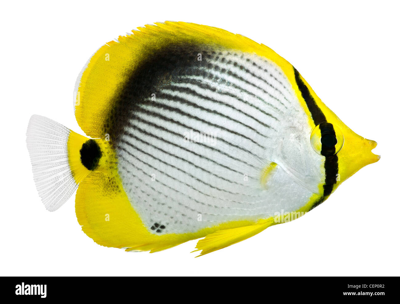Black back Butterflyfish isolated on white background.Chaetodon ...