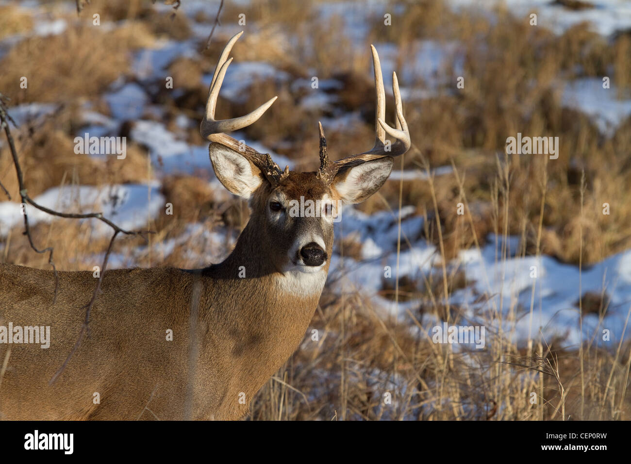 White-tailed buck in winter Stock Photo - Alamy