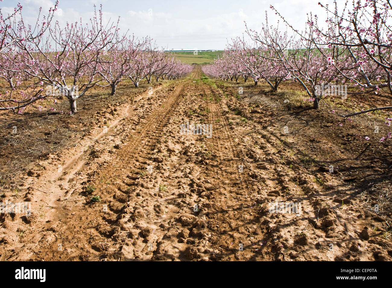 Landscape with fruit trees with flowers in Israel in winter Stock Photo ...