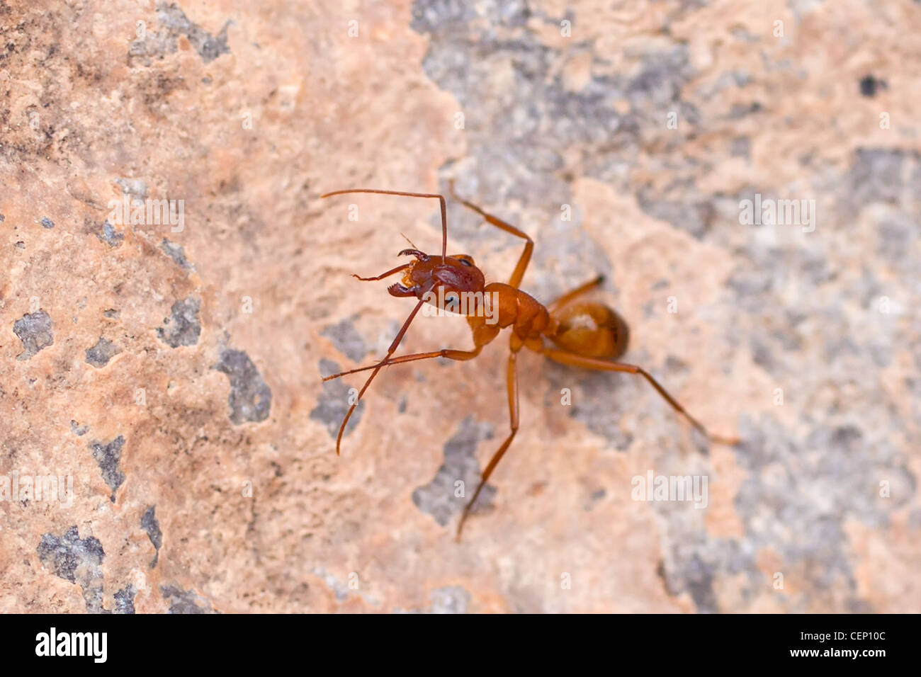 Ant On Rock Stock Photos & Ant On Rock Stock Images - Alamy