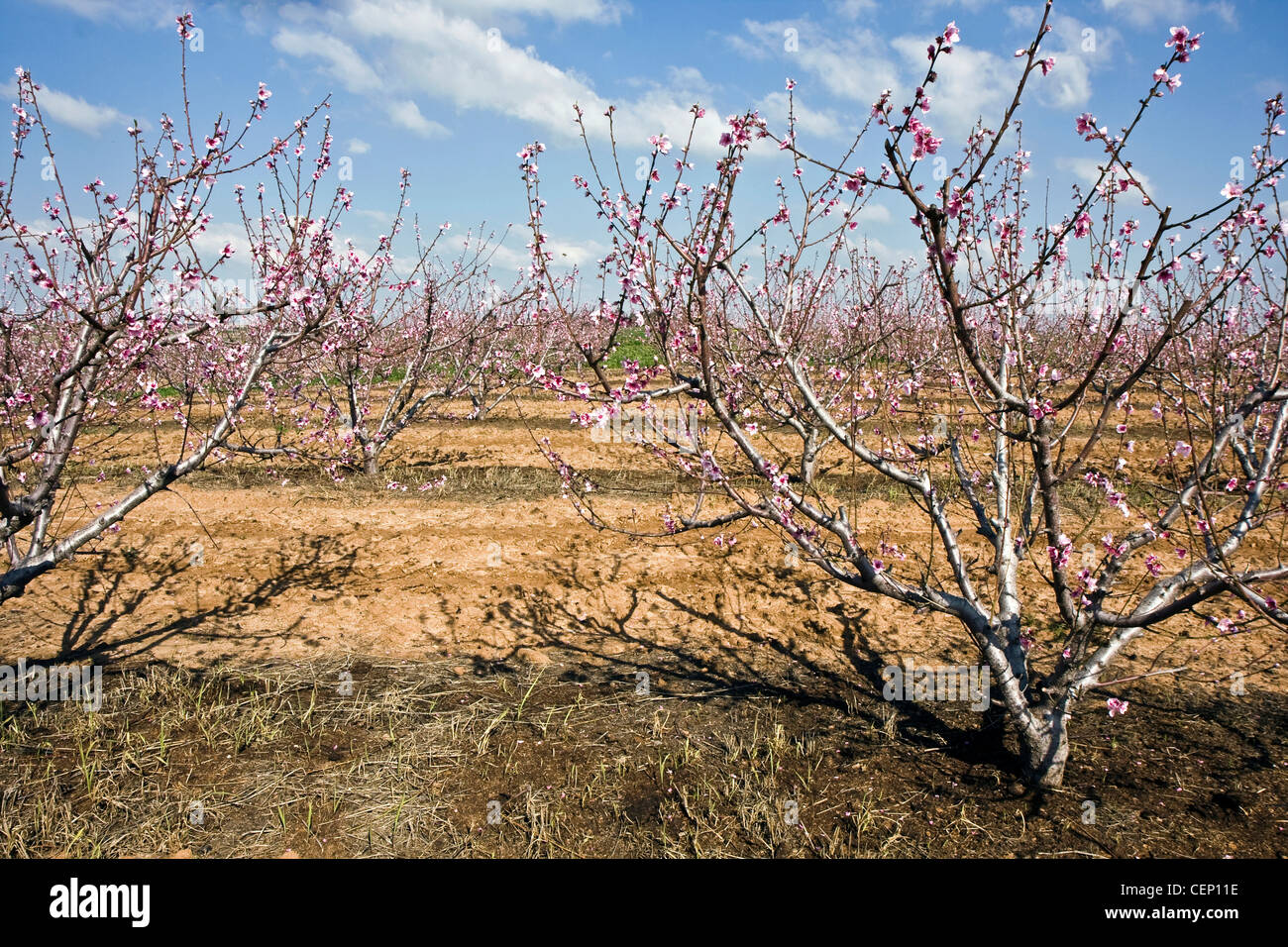 Landscape with fruit trees with flowers in Israel in winter Stock Photo ...