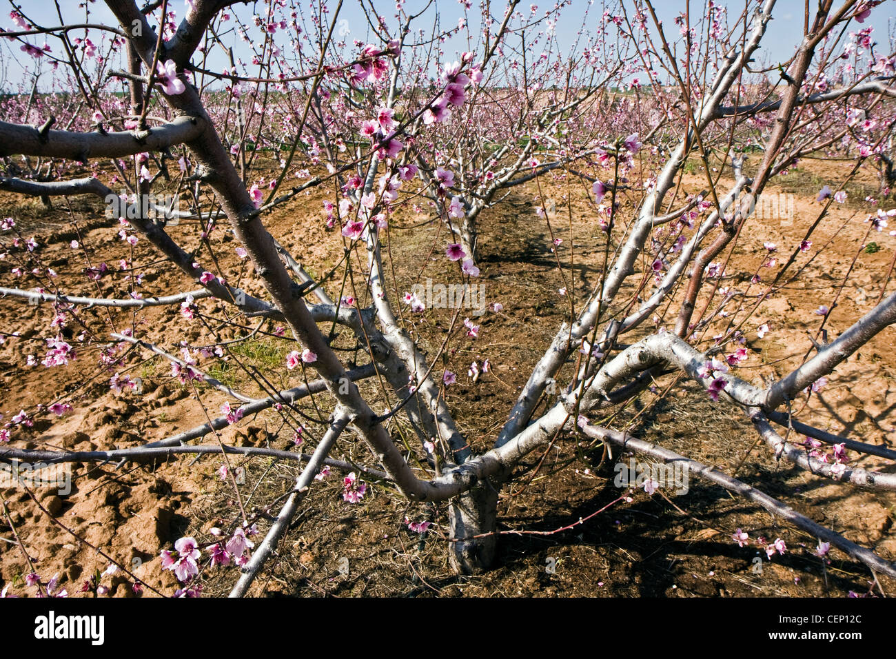 Landscape with fruit trees with flowers in Israel in winter Stock Photo ...