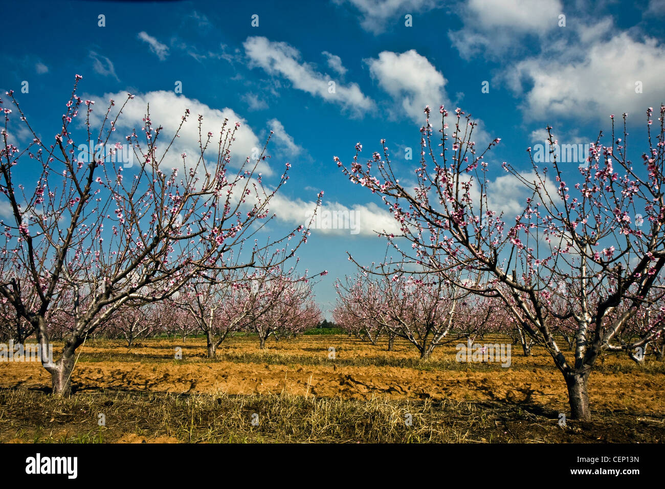Landscape with fruit trees with flowers in Israel in winter Stock Photo ...