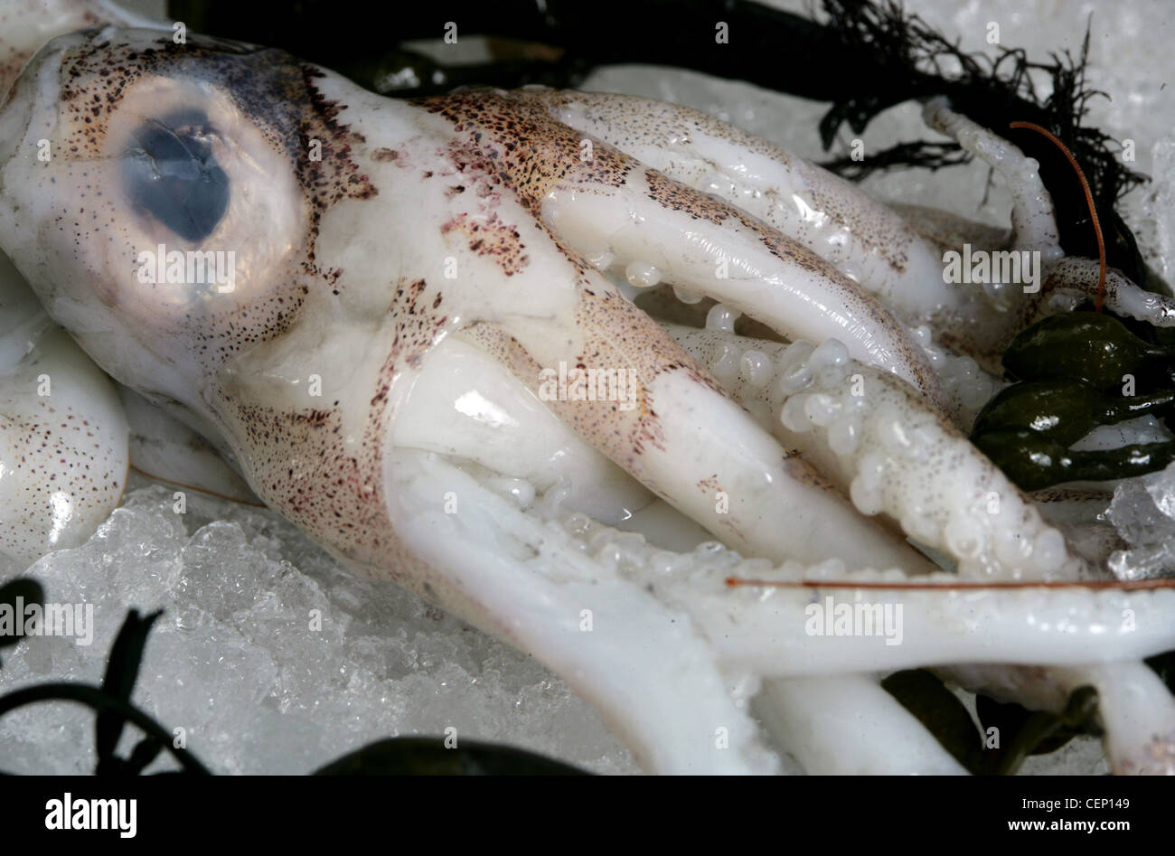 Squid Colour High Resolution Stock Photography and Images - Alamy