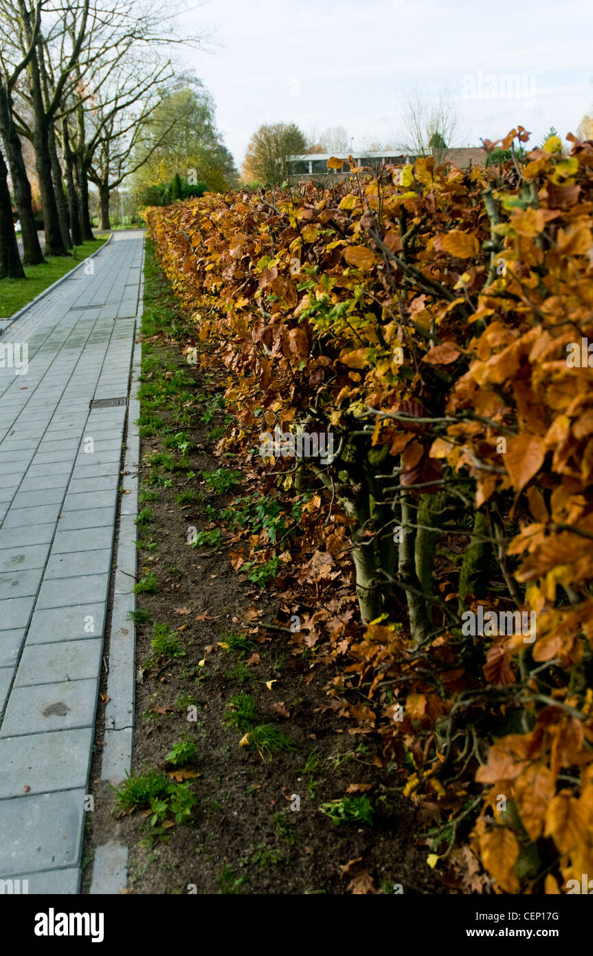 Suburban hedges and autumn hi-res stock photography and images - Alamy