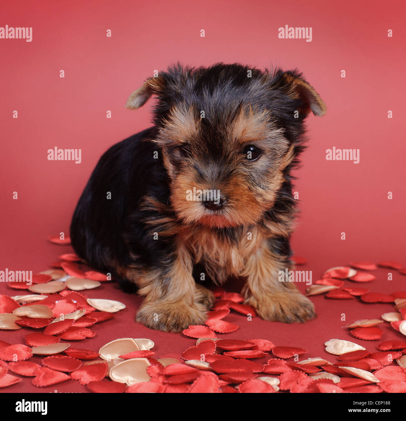 Yorkie Wallpapers Red Color Yorkshire Terrier Red Black Hi Res Stock