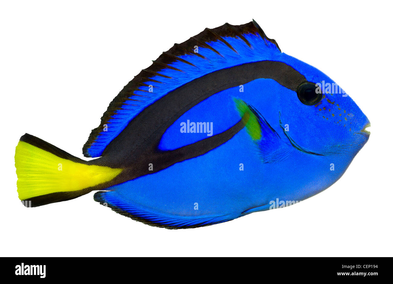 Blue Tang, Regal Tang isolated on white background. (Paracanthurus ...