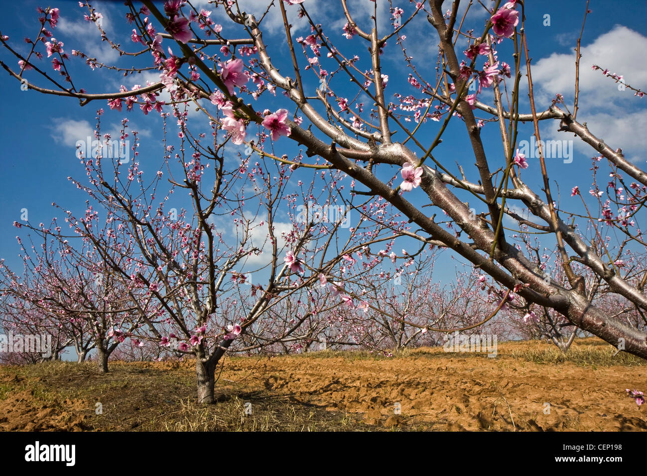Landscape with fruit trees with flowers in Israel in winter Stock Photo ...
