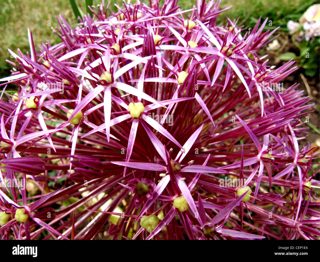 A close up of an deep pink allium Albopilosumstar Stock Photo - Alamy