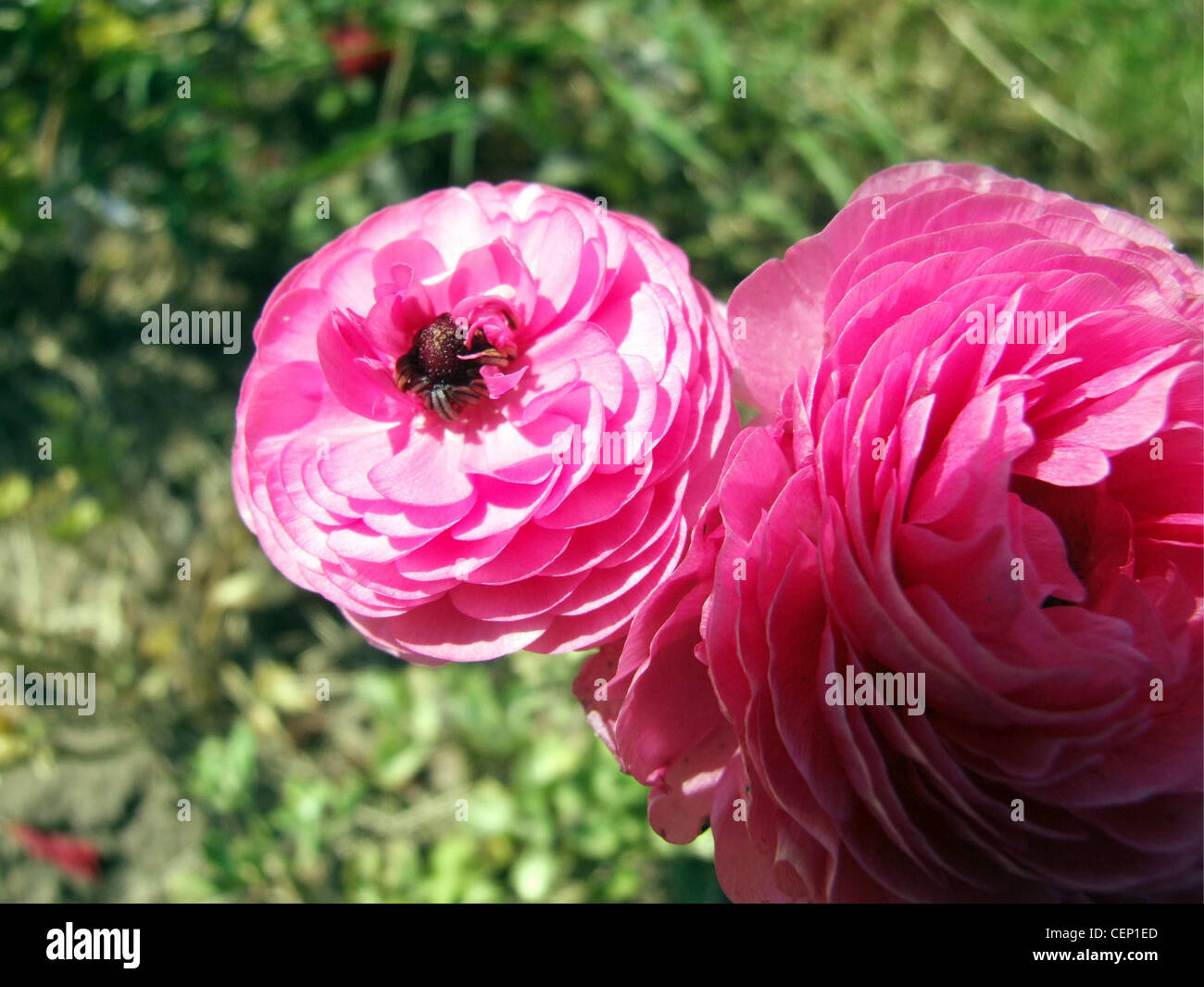 Close up of a pink Ranuncula (Ranunculus Stock Photo - Alamy