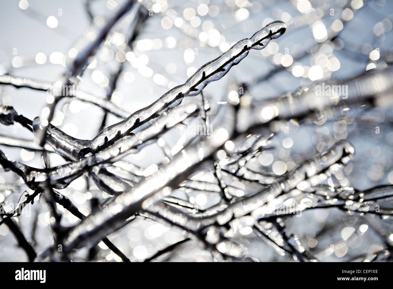 Frozen tree branch in winter Stock Photo - Alamy