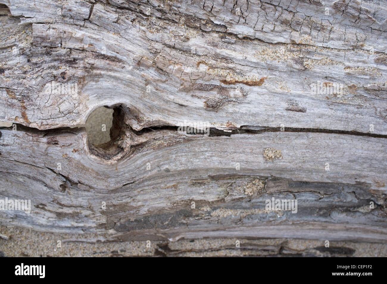 Close-Up Of A Dried Log; Northumberland England Stock Photo - Alamy