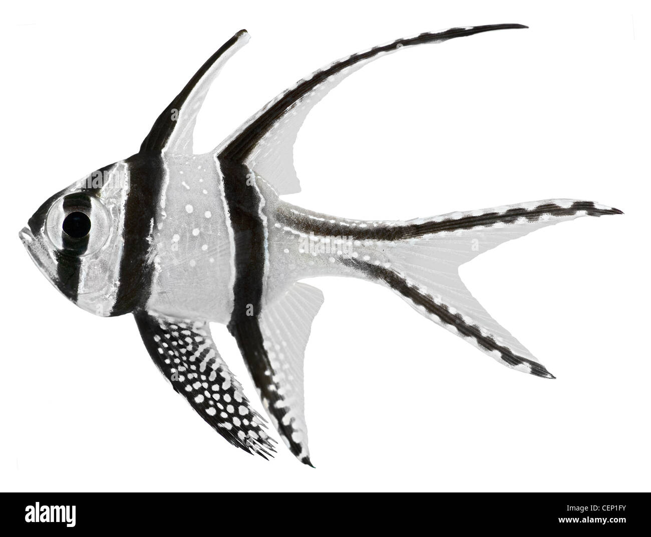 Banggai Cardinal fish isolated in white background. (Pterapogon ...