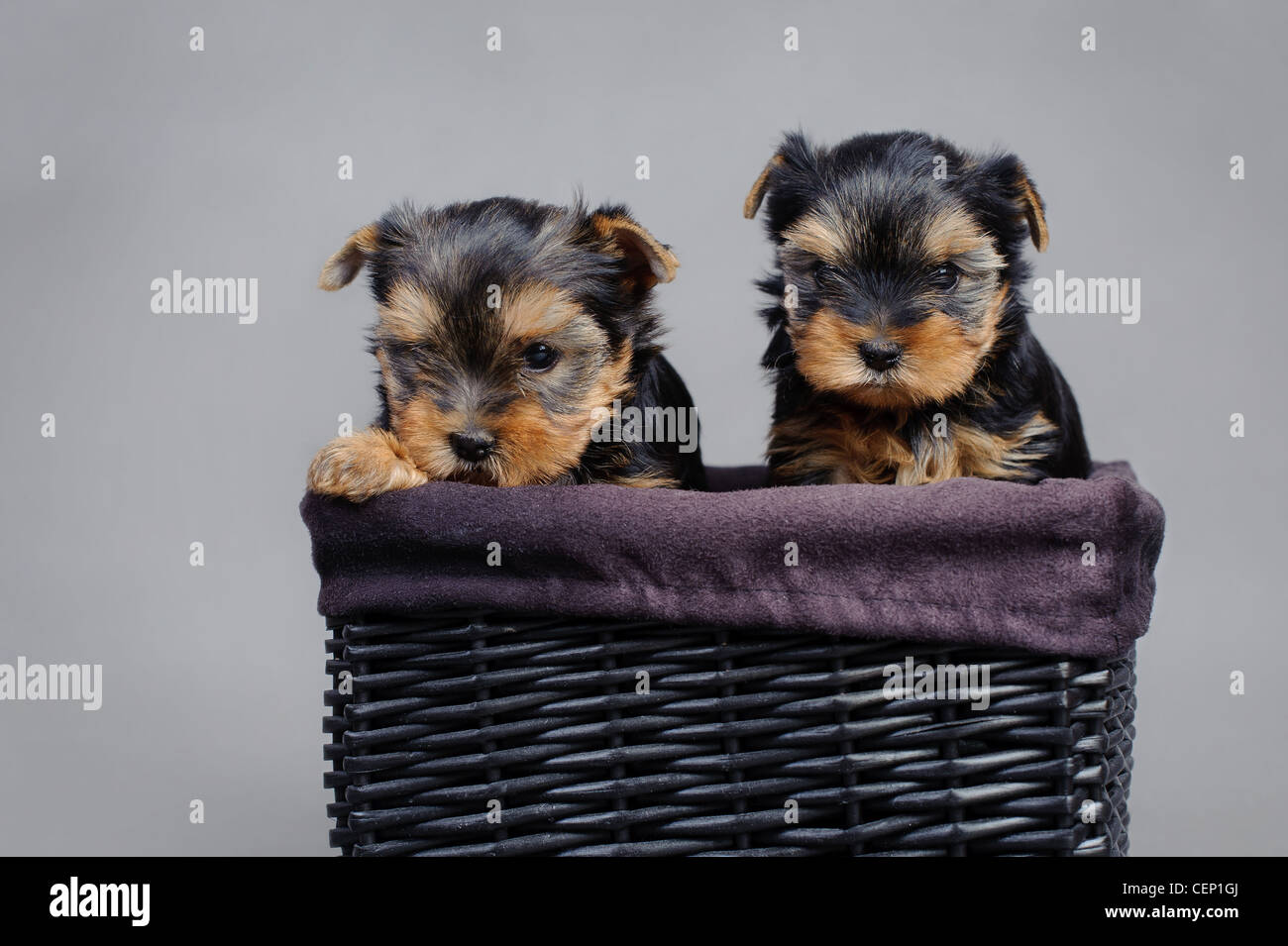 Two Yorkshire terrier Dog puppies portrait Stock Photo - Alamy
