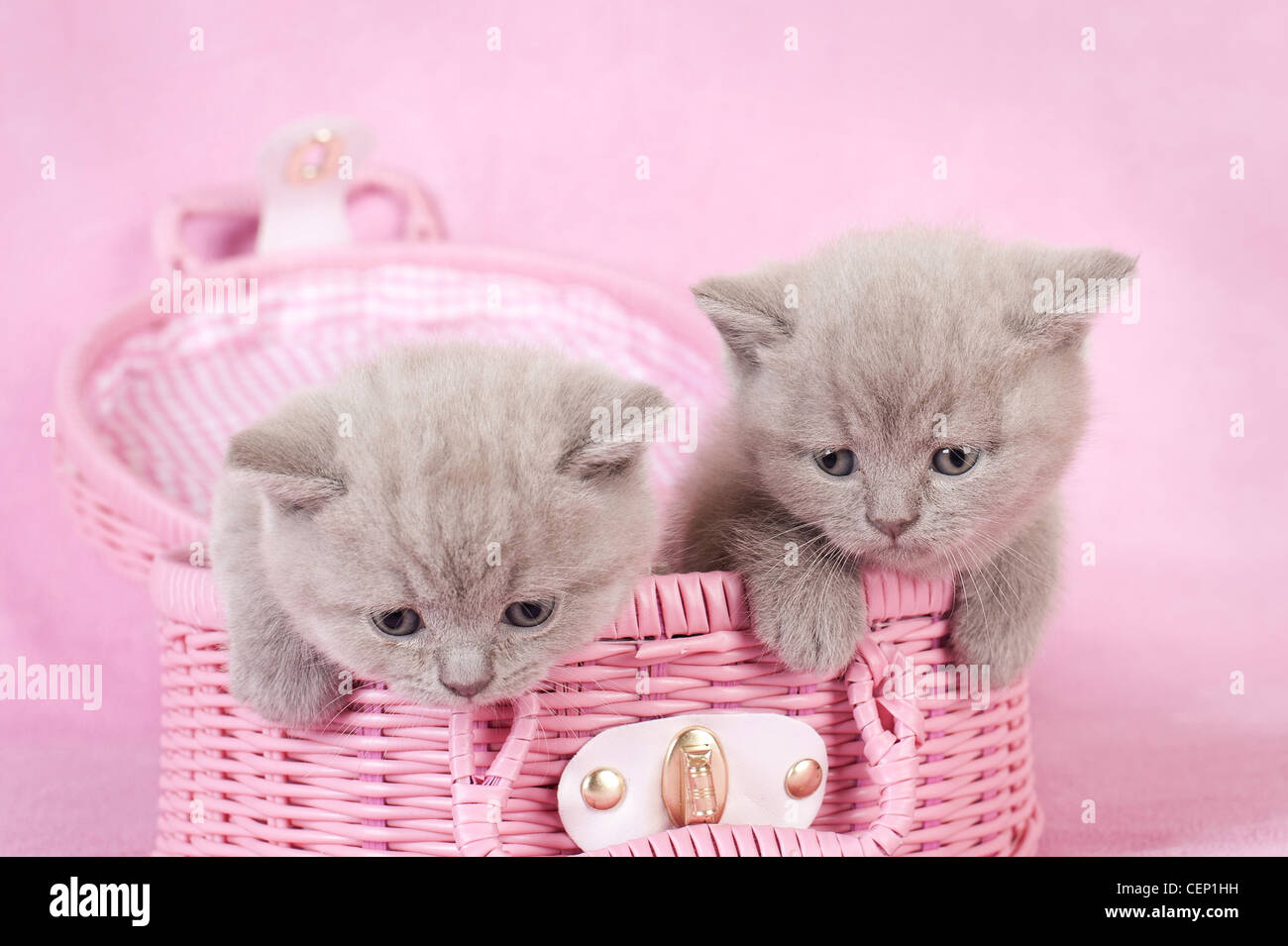British shorthair kitten in pink background Stock Photo - Alamy