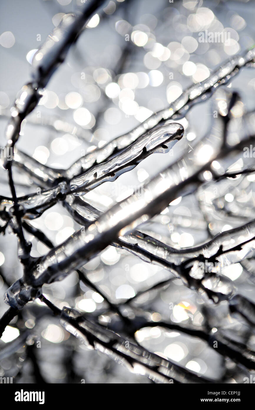 Frozen tree branch in winter Stock Photo - Alamy