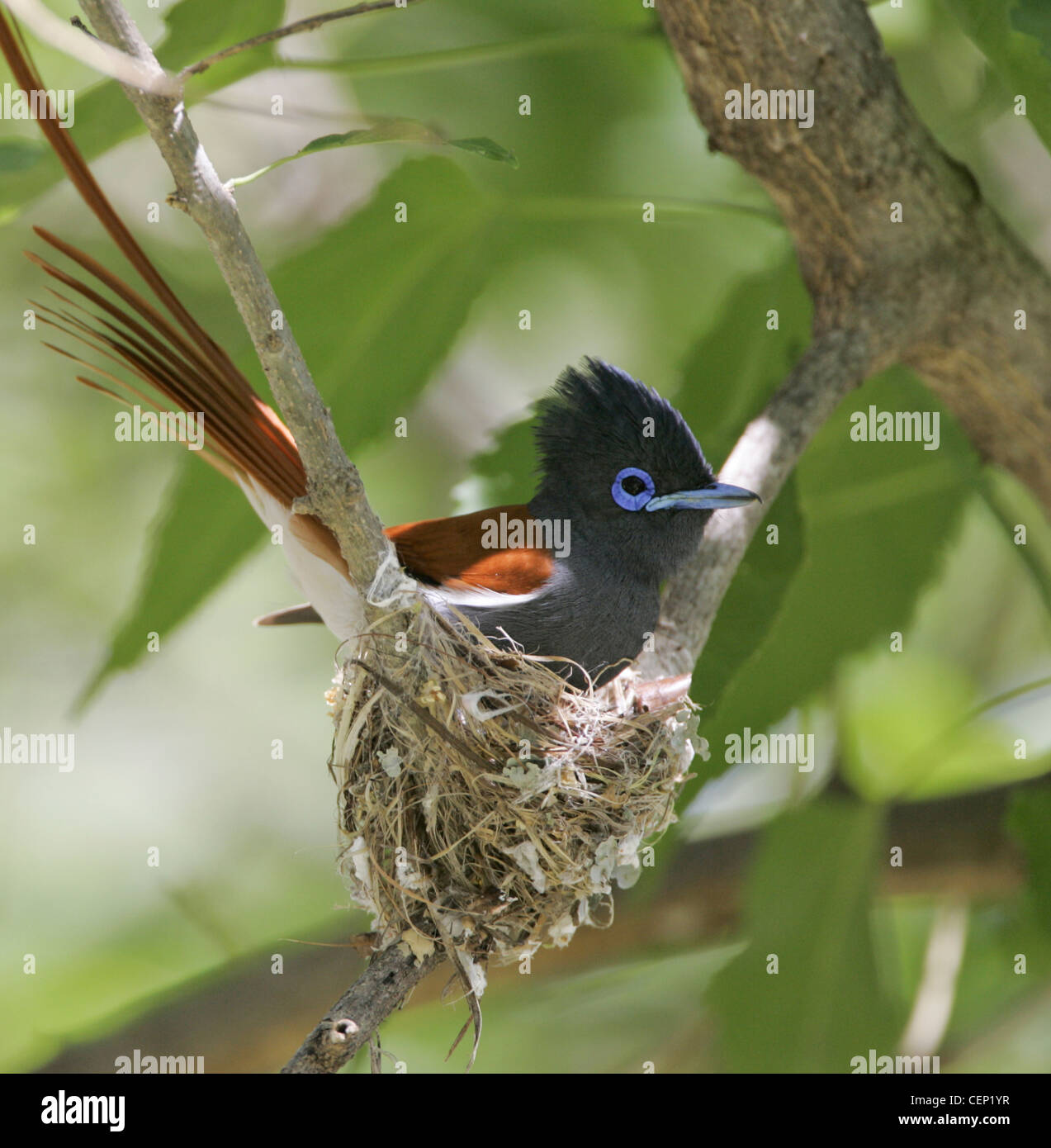 Male African Paradise Flycatcher (Terpsiphone viridis) on nest, South ...