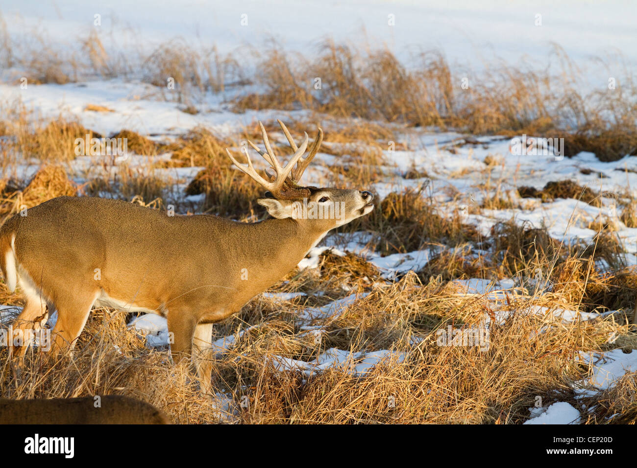White-tailed deer in winter Stock Photo - Alamy