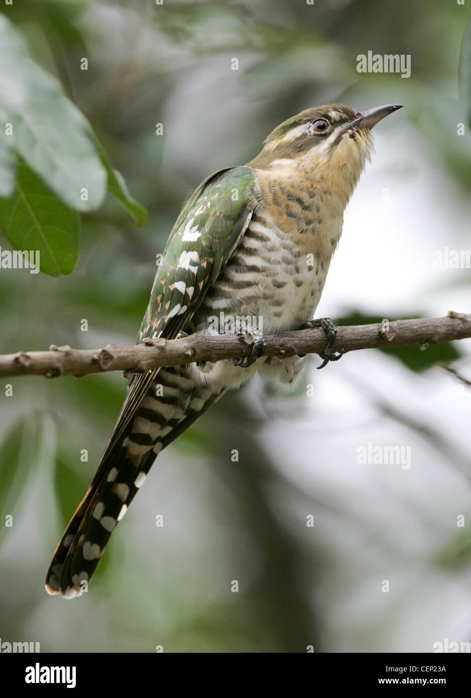 Diedericks hi-res stock photography and images - Alamy